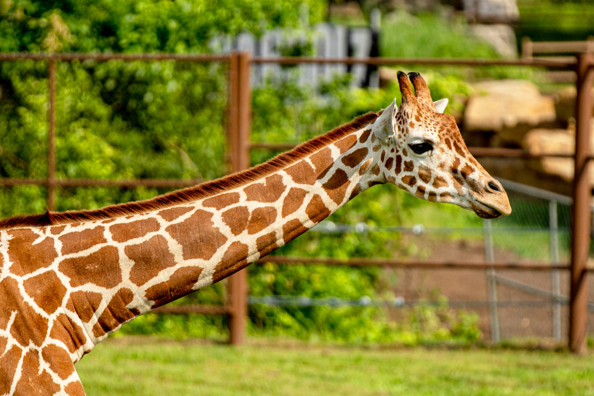 Case Study: Tulsa Zoo – Direct Marketing Done Right